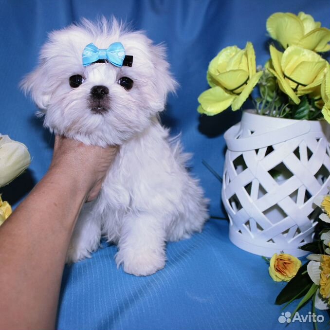 Кукольный миниатюрный малыш мальтезе 2,5 мес