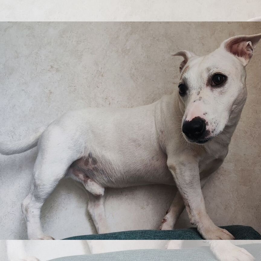 Джек-рассел-терьер, взрослый пёс