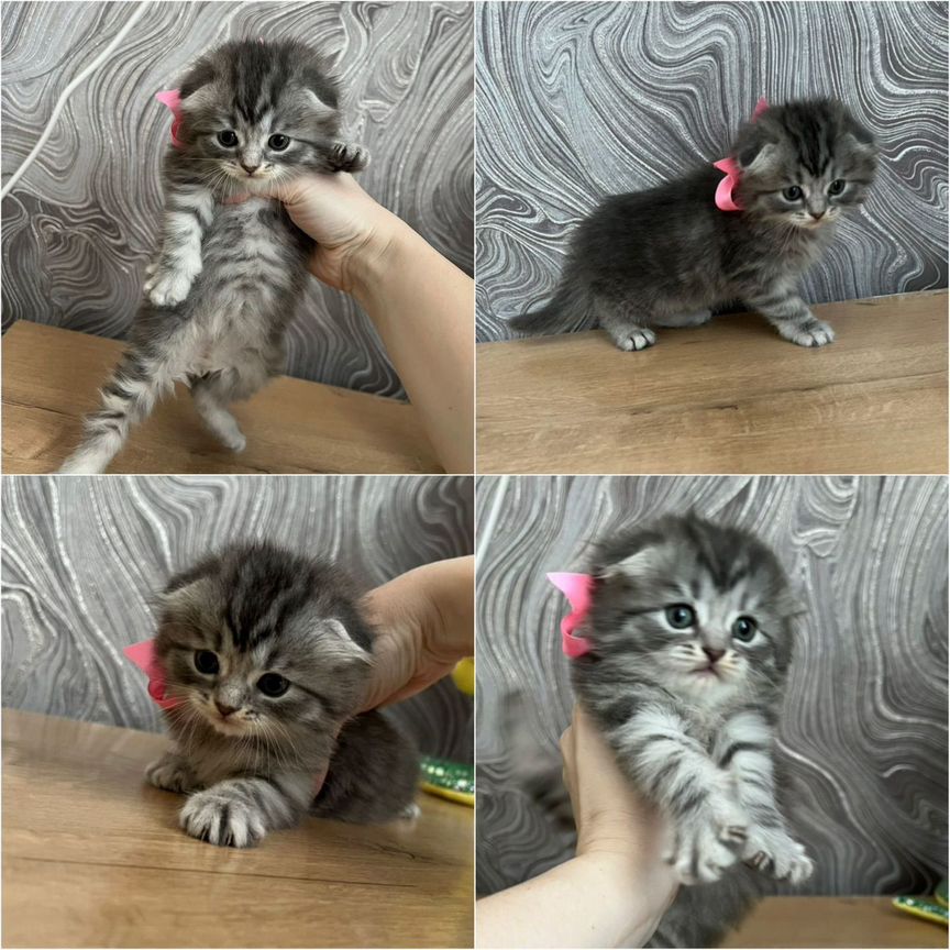 Шотладнская вислоухая кошечка