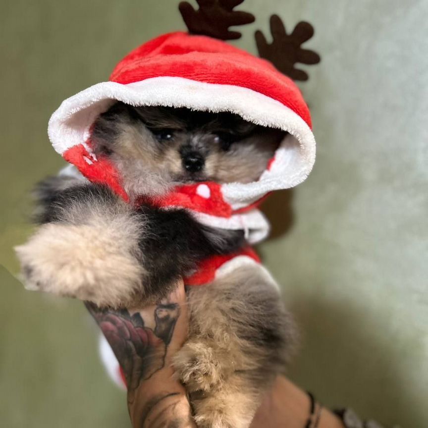 Померанский шпиц