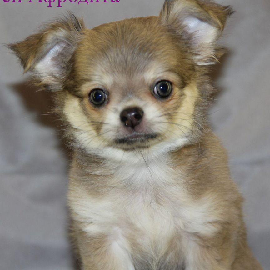 Чихуахуа, щенок