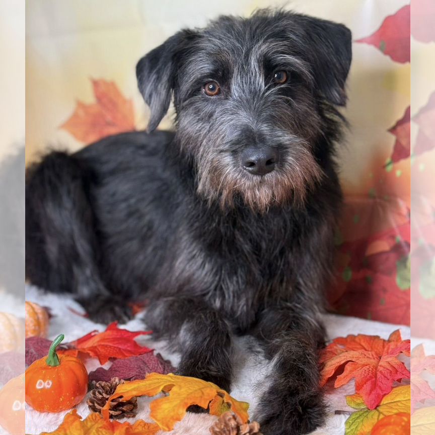 Взрослый пёс в добрые руки