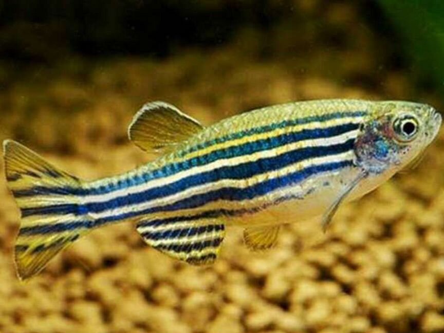 Данио-рерио