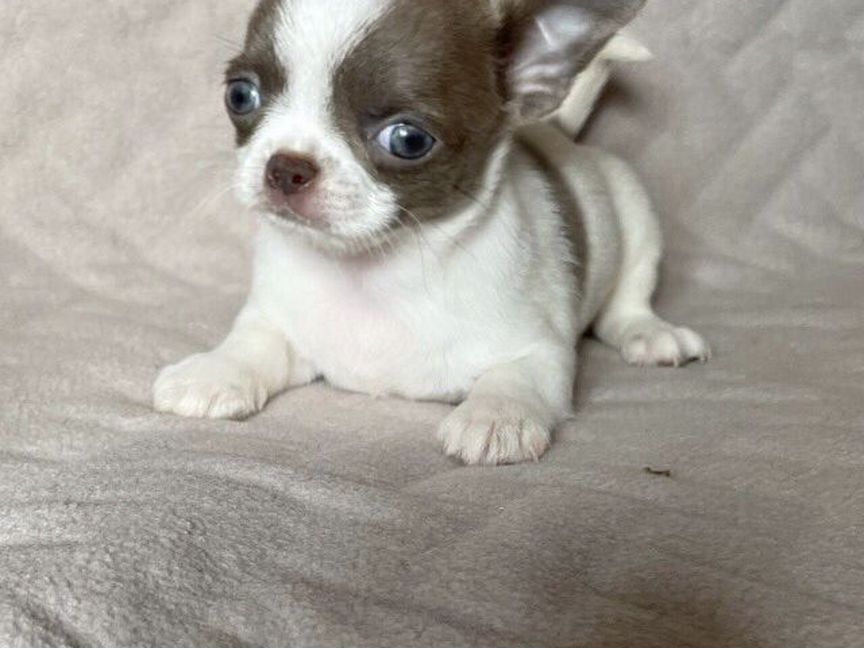 Чихуахуа мини мальчик