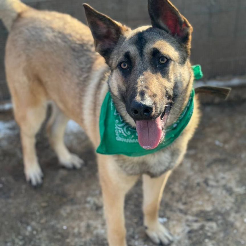 Собака в добрые руки