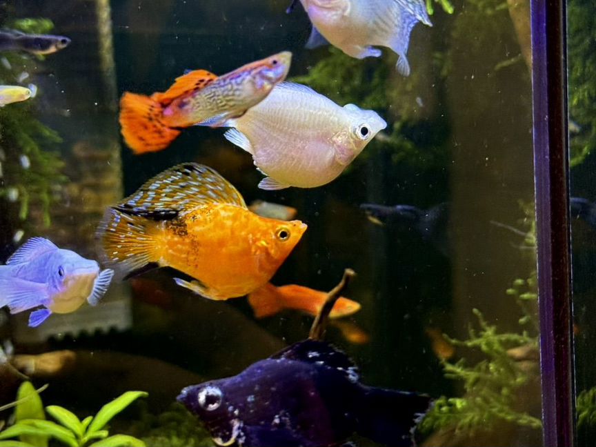 Моллинезия баллон и ампулярии