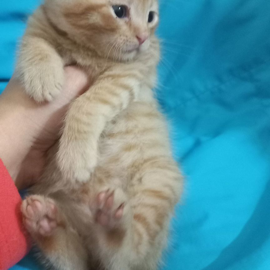 Рыжий котенок мальчик