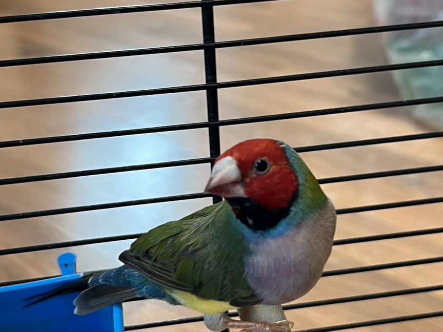 Амадин Гульда