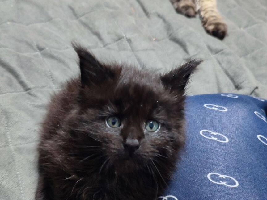Кошечки мейн кун