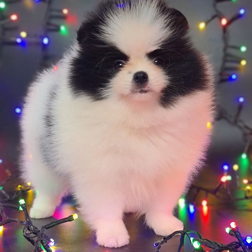 Померанский шпиц, щенок