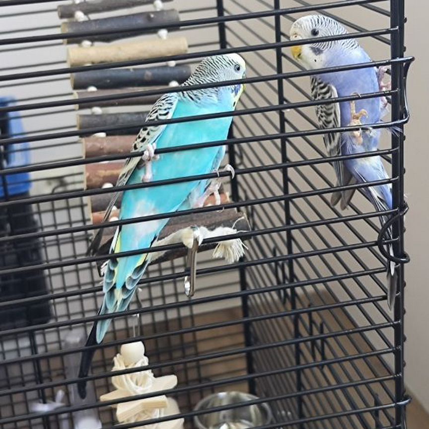 Волнистый попугай