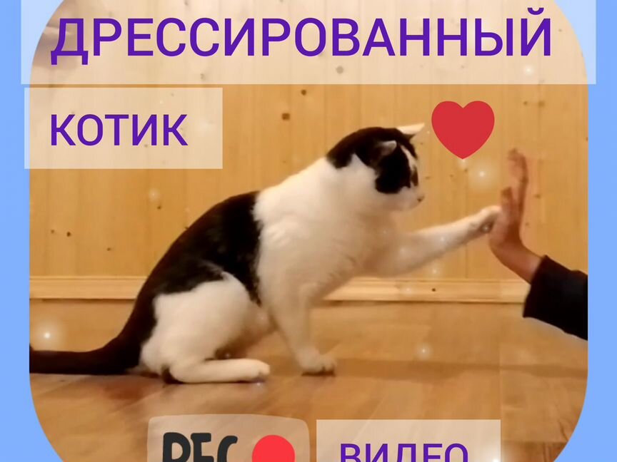 Дрессированный котик. Котенок Кошка Кошечка