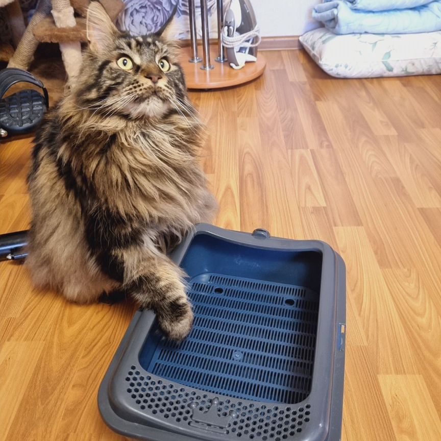 Лоток для кошек