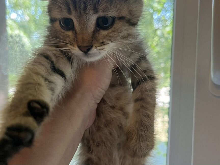 Котенок