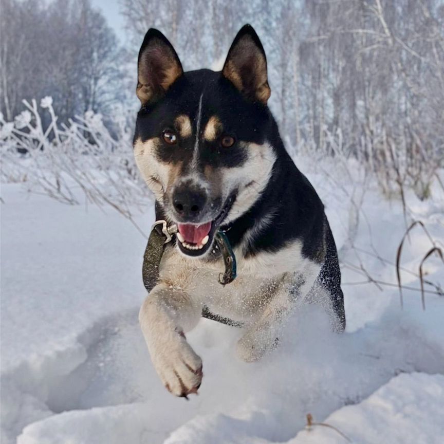 Собака в добрые руки