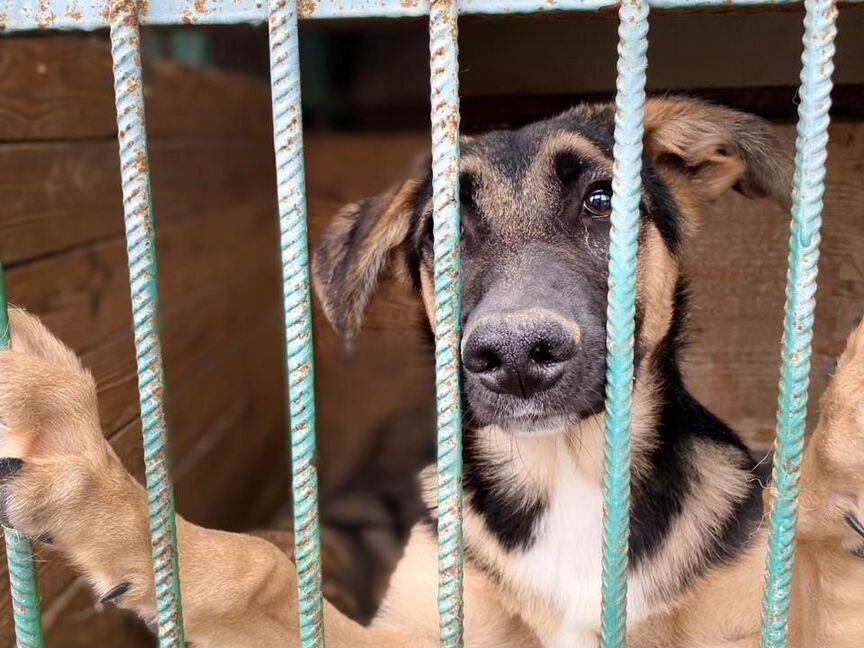 Малыш Джун ищет дом