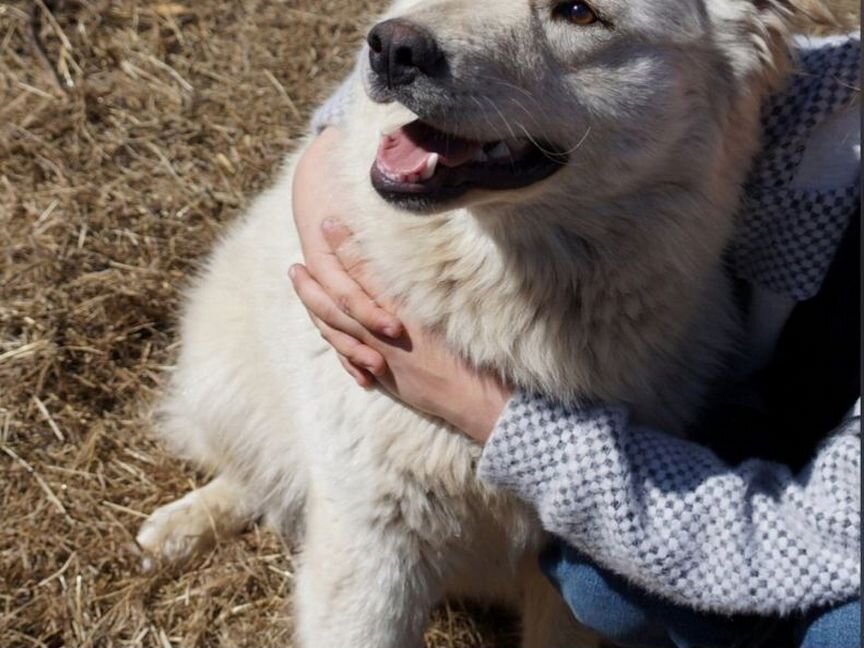 Собака в добрые руки кобель