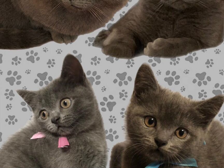 Шотландские прямоухие котята