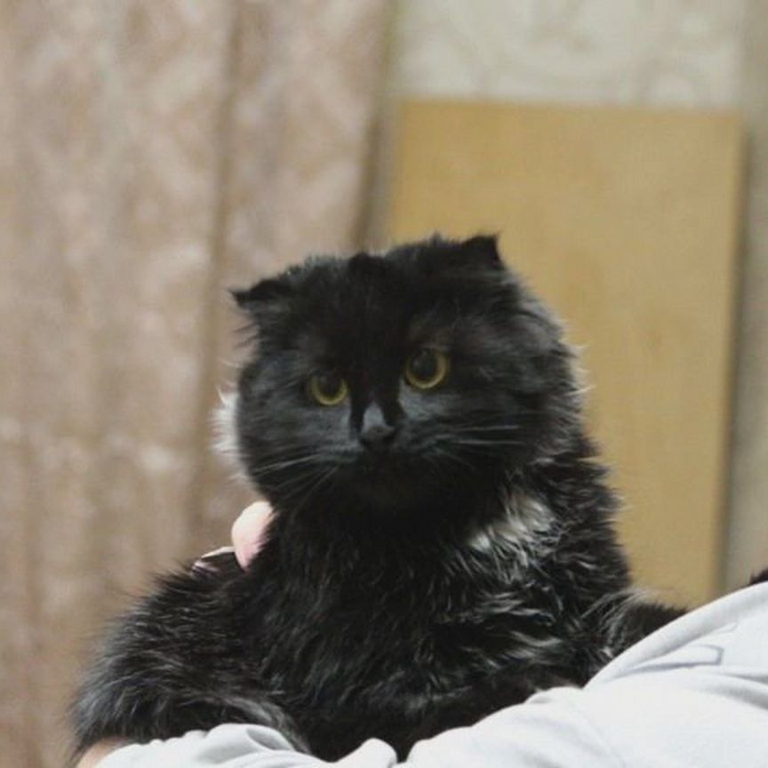 Девочка Шанталь, 6 мес, стерилизована, лоток 5