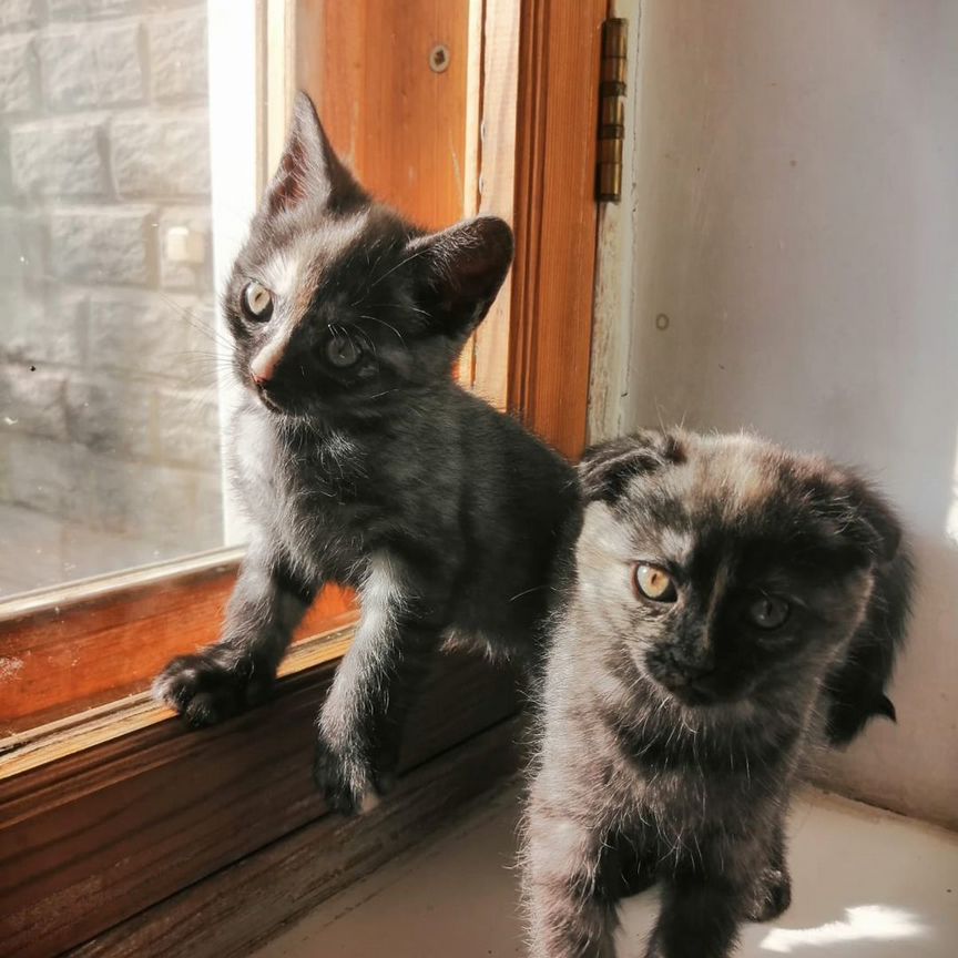 Отдадим котят (девочки) в хорошие руки за символич