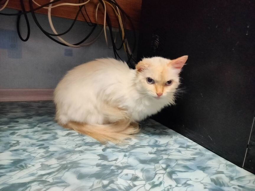 В добрые руки