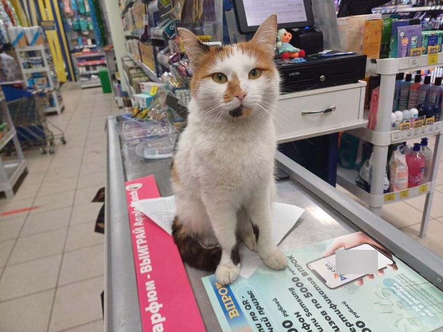 Кошка трехцветная