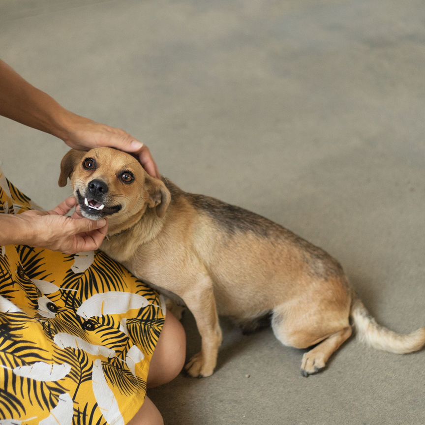 Нужен дом маленькой собачке