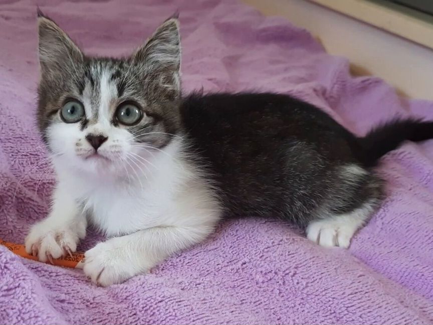 Котёнок ищет хороших хозяев