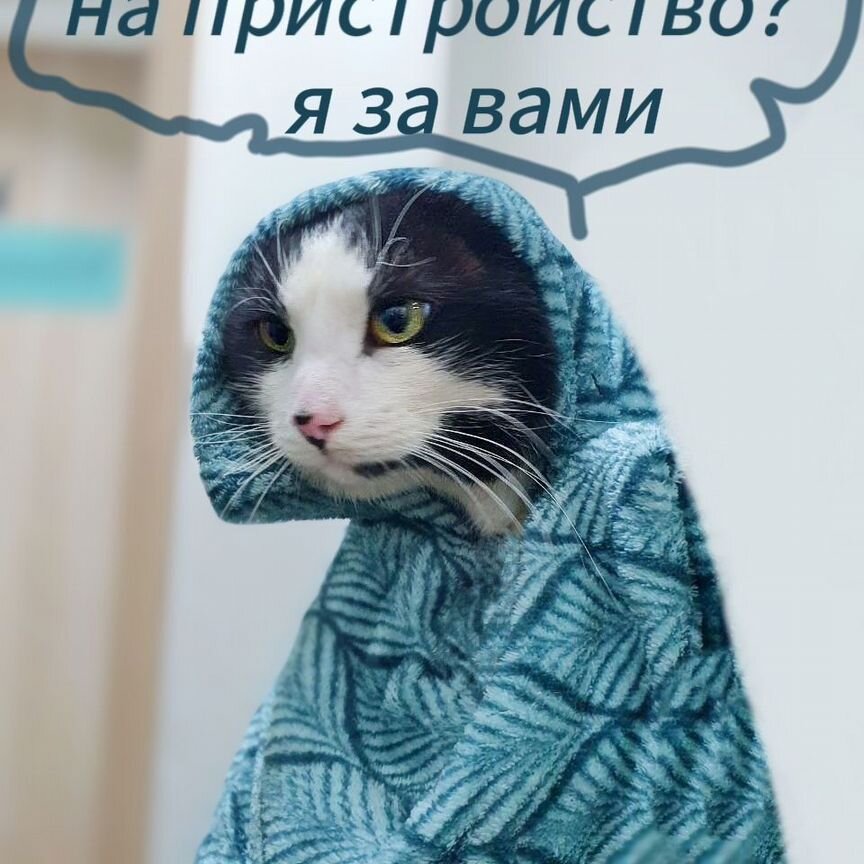 Котик Антонио ищет дом