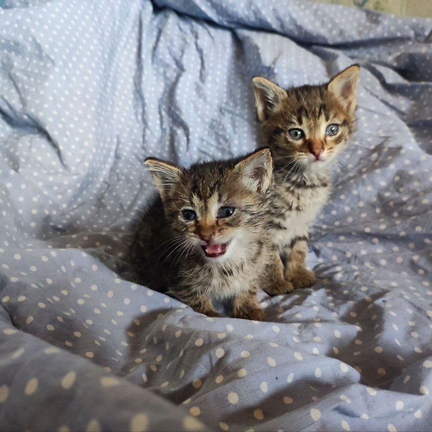 Котята в добрые руки