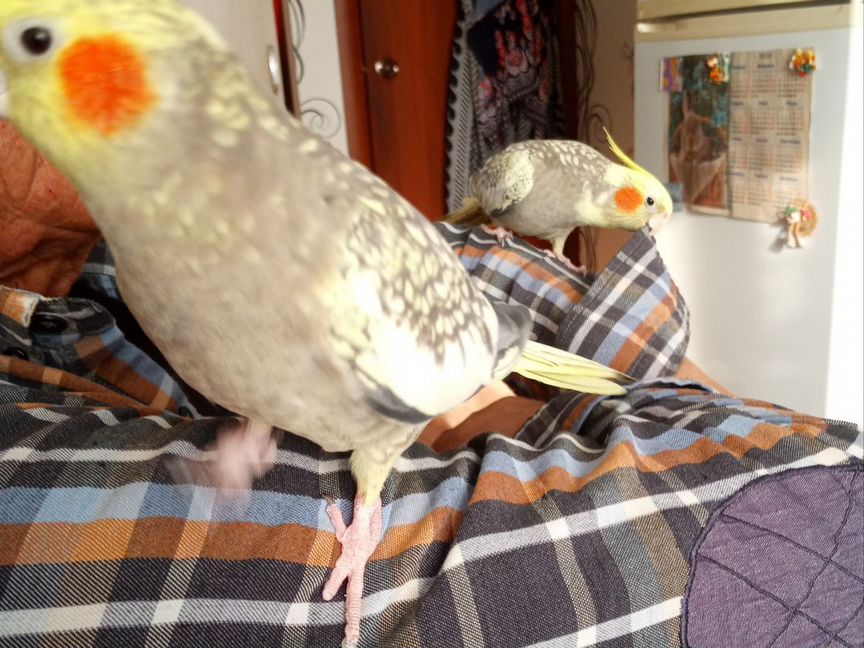 Попугаи карелла пара