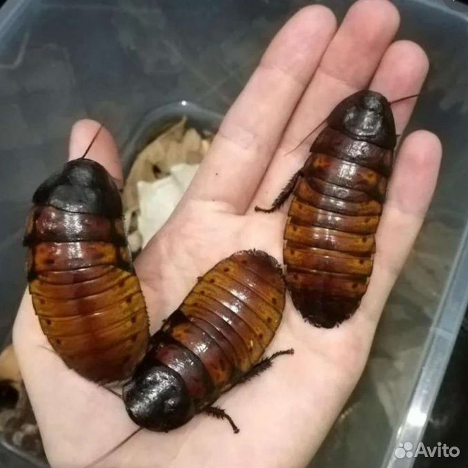 Мадагаскарские тараканы