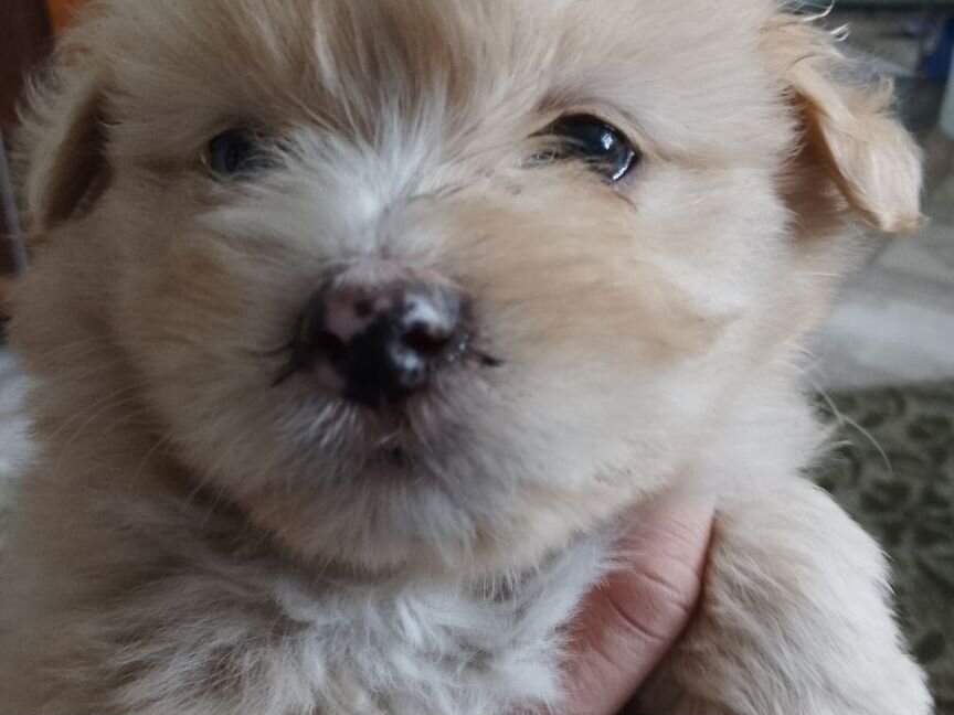 Щенки шпица