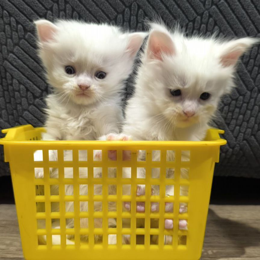 Мейн-кун котёнок