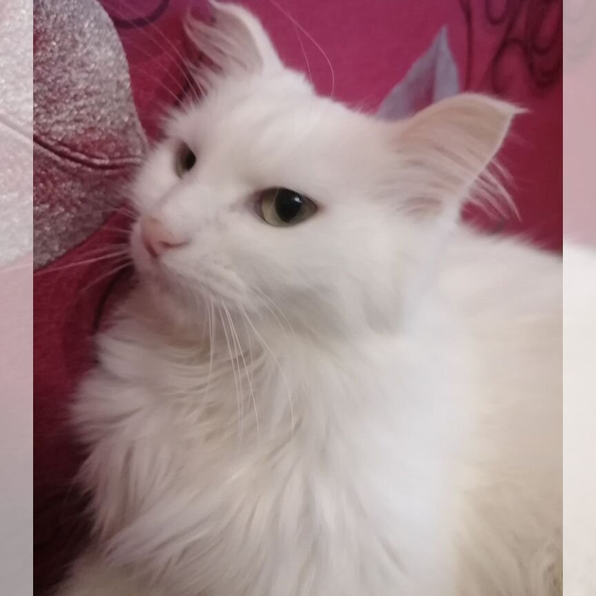 Кошечка в добрые руки