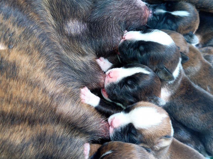 Милые щенки