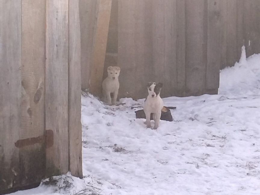Щенки