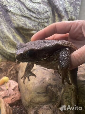 Бурая жаба Bufo (Rhaebo) guttatus