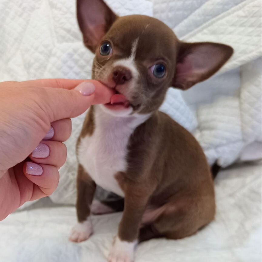 Чихуахуа, щенок