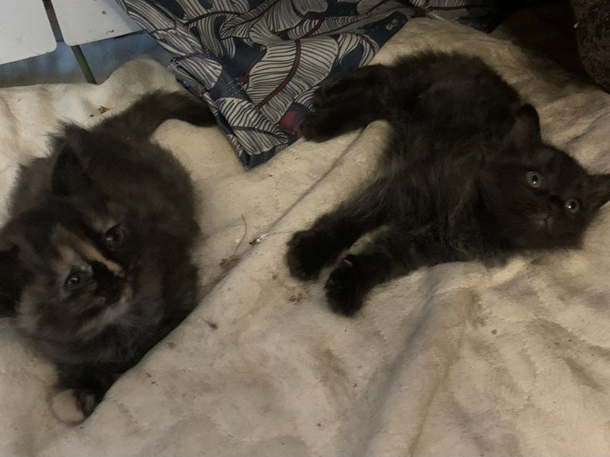 Котятки в добрые руки