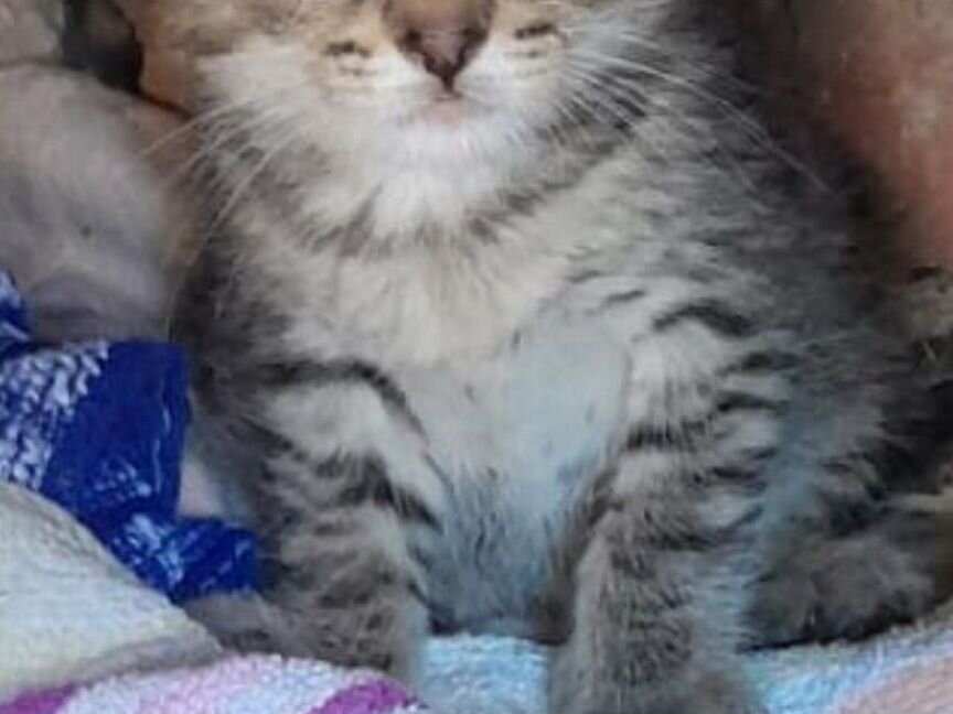 Кошка в дар бесплатно