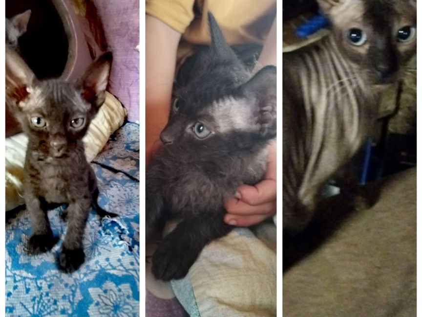 Котята сфинкс браш