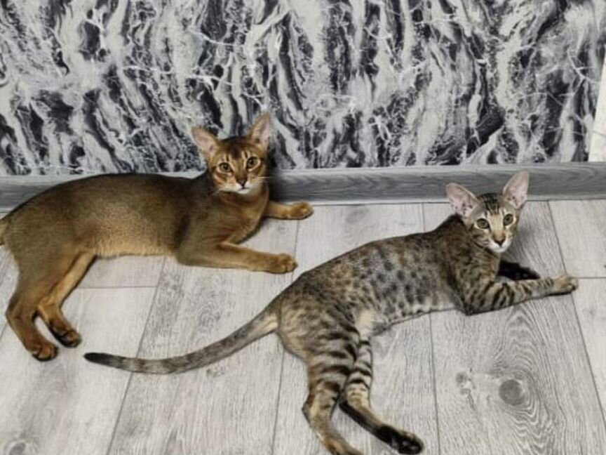 Продажа котят