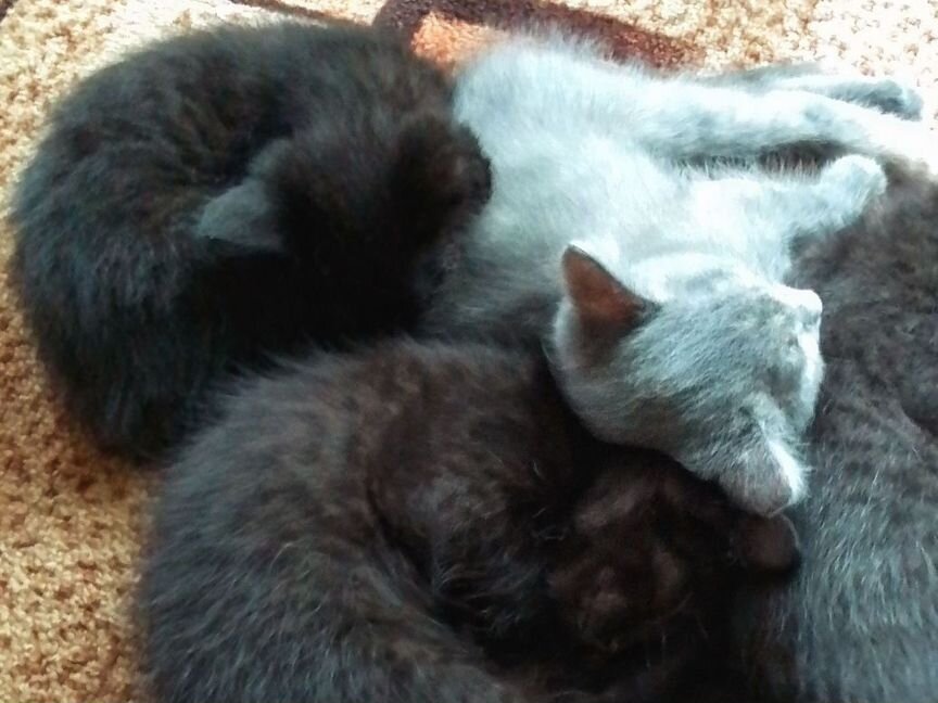 Котята в добрые руки