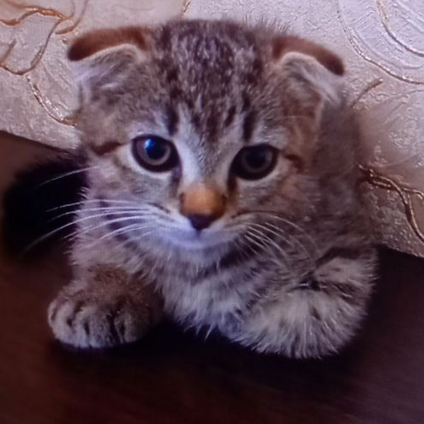 Шотландский вислоухий короткошёрстный котёнок