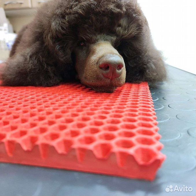 Малый (средний) пудель