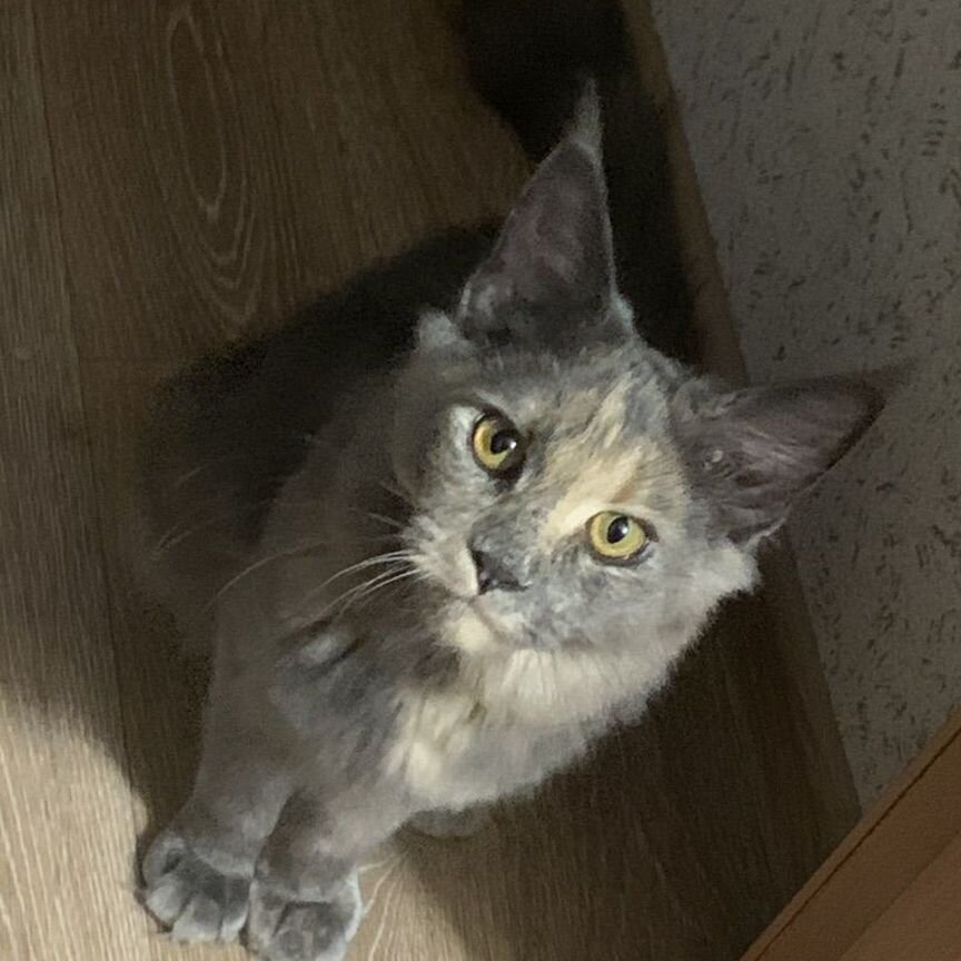 Мейн-кун котёнок