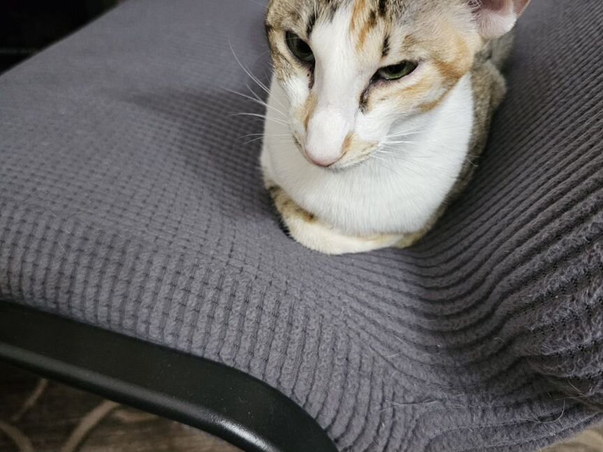 Ориентал Вязка девочка