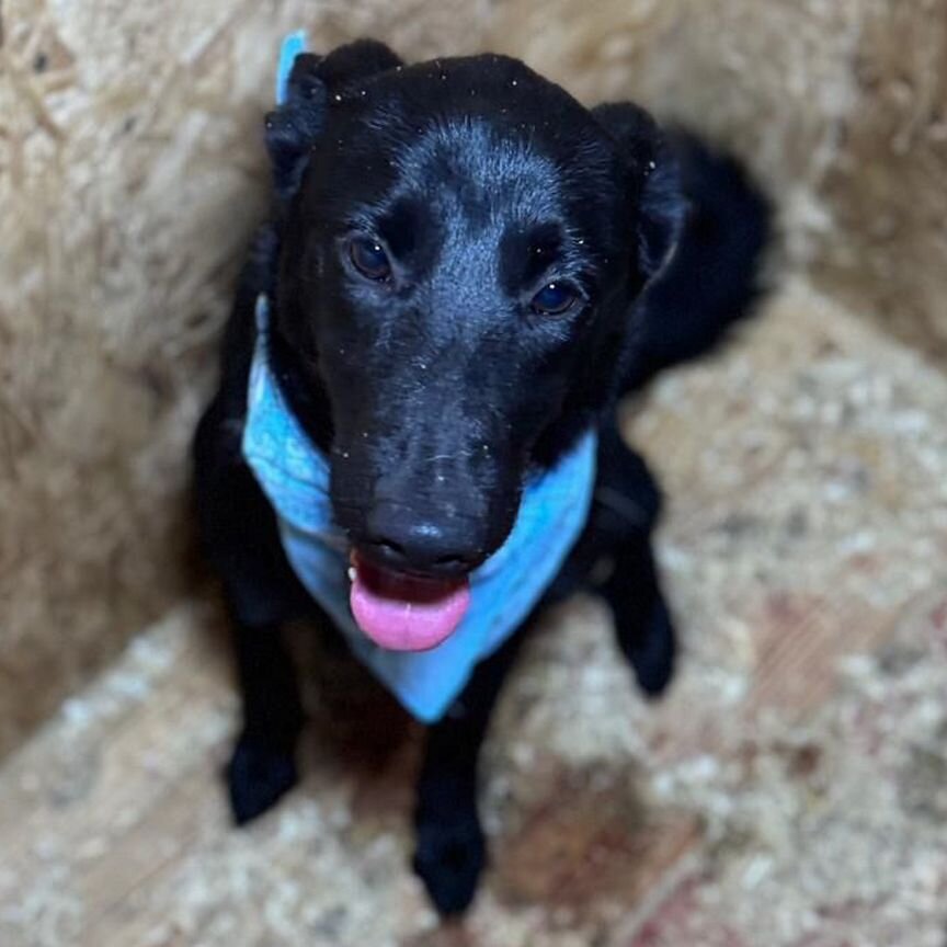 Щенок в добрые руки