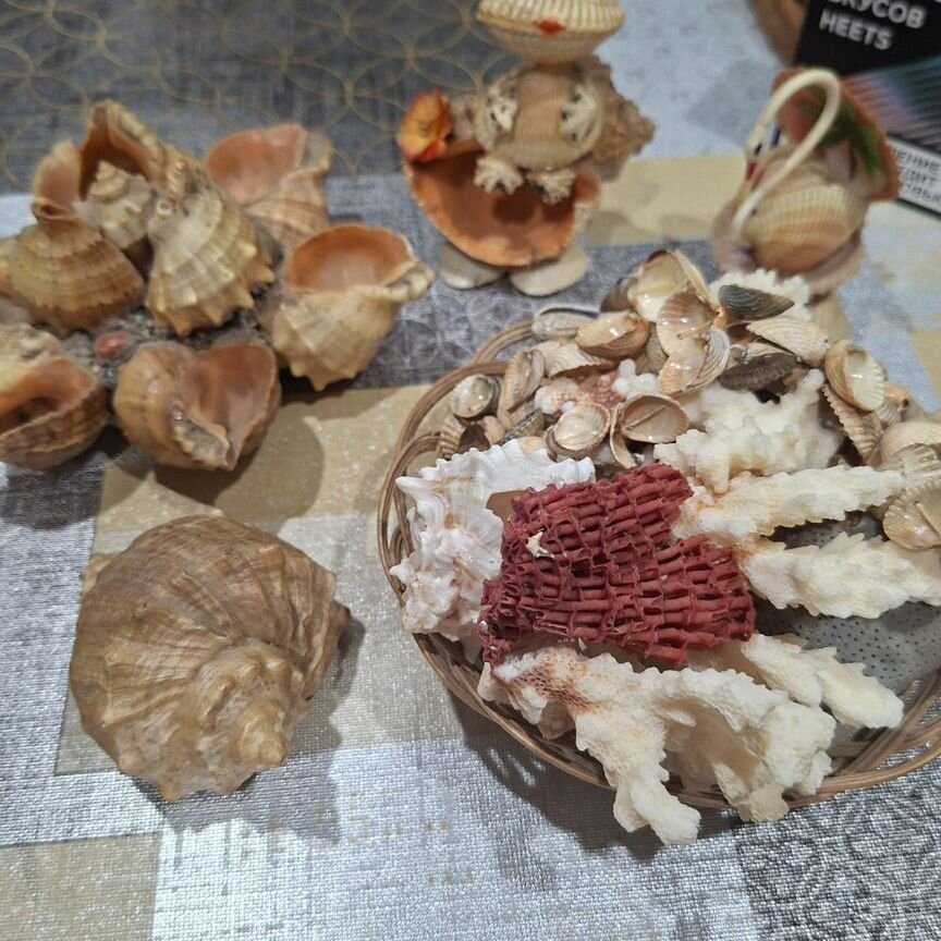 Ракушки
